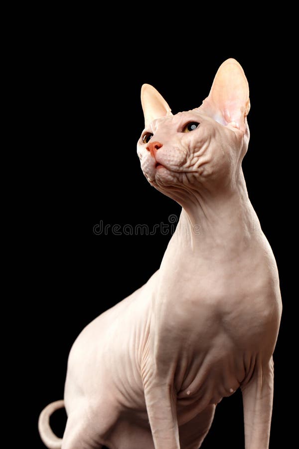 Gatinho Calvo De Sphynx Em Um Branco Foto de Stock - Imagem de careca ...