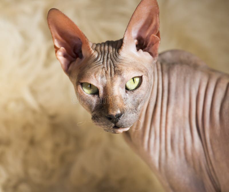 Gato Calvo De Sphynx No Fundo Da Tela Imagem de Stock - Imagem de miado ...