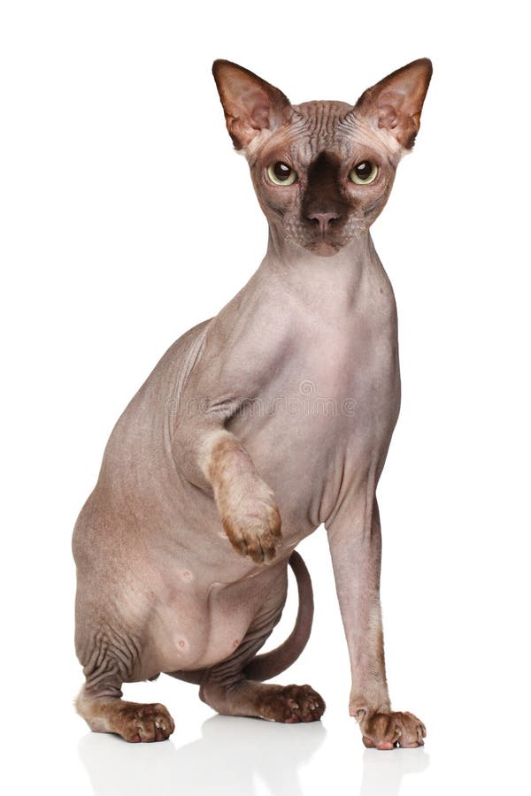 Gato Calvo De Sphynx Em Um Fundo Branco Foto de Stock - Imagem de calvo ...