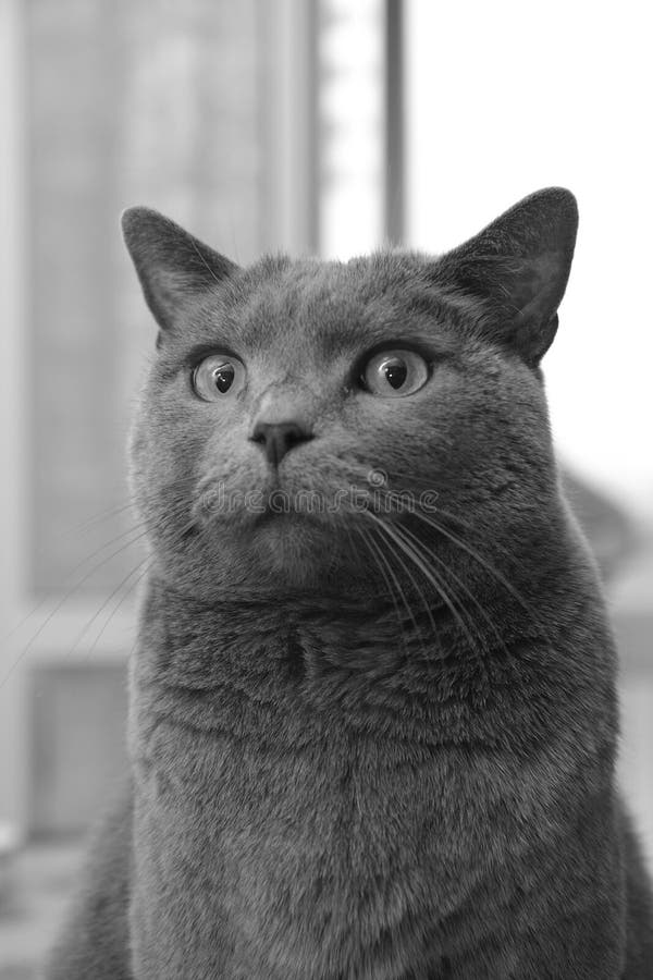 Gato Chartreux imagen de archivo. Imagen de mirando, detalles - 16336497