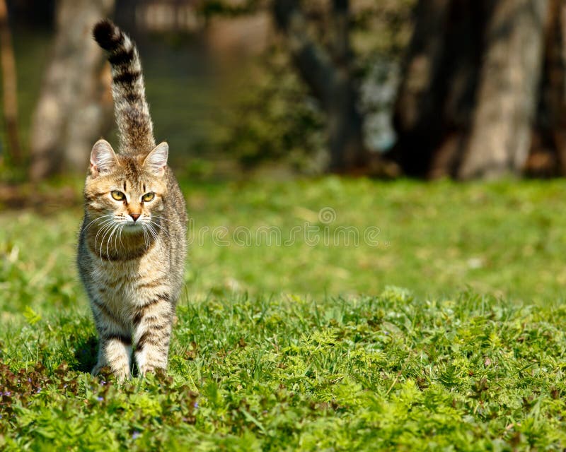 Gato, Felis catus imagem de stock. Imagem de exterior - 15131857