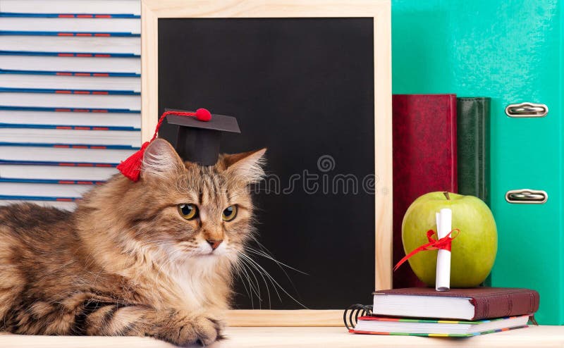 Gato Graduado De La Graduación Foto de archivo - Imagen de bebés ...