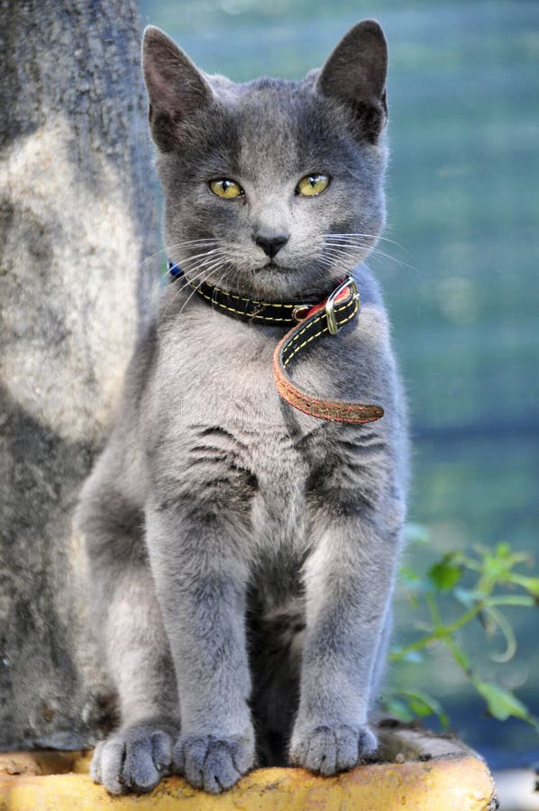 Gato, Color Del Azul Del Gatito Imagen de archivo - Imagen de color ...