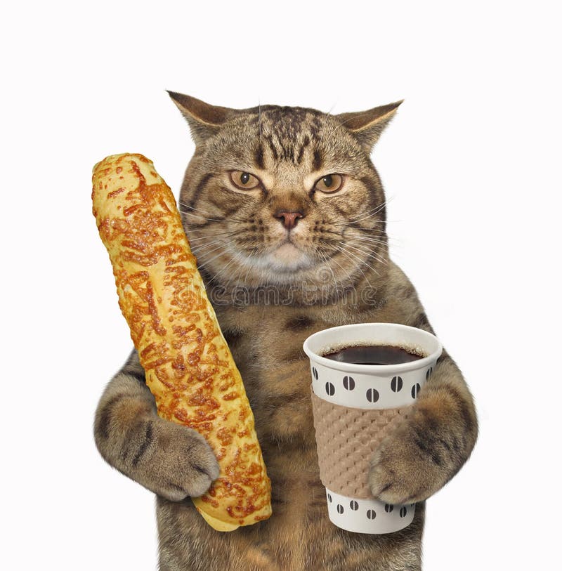 Gato com café e baguette foto de stock. Imagem de animal - 123393694