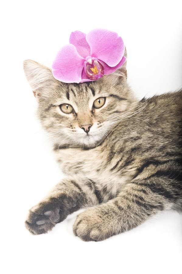 Gato Com Flores Cor-de-rosa Imagem de Stock - Imagem de felino, detalhe ...