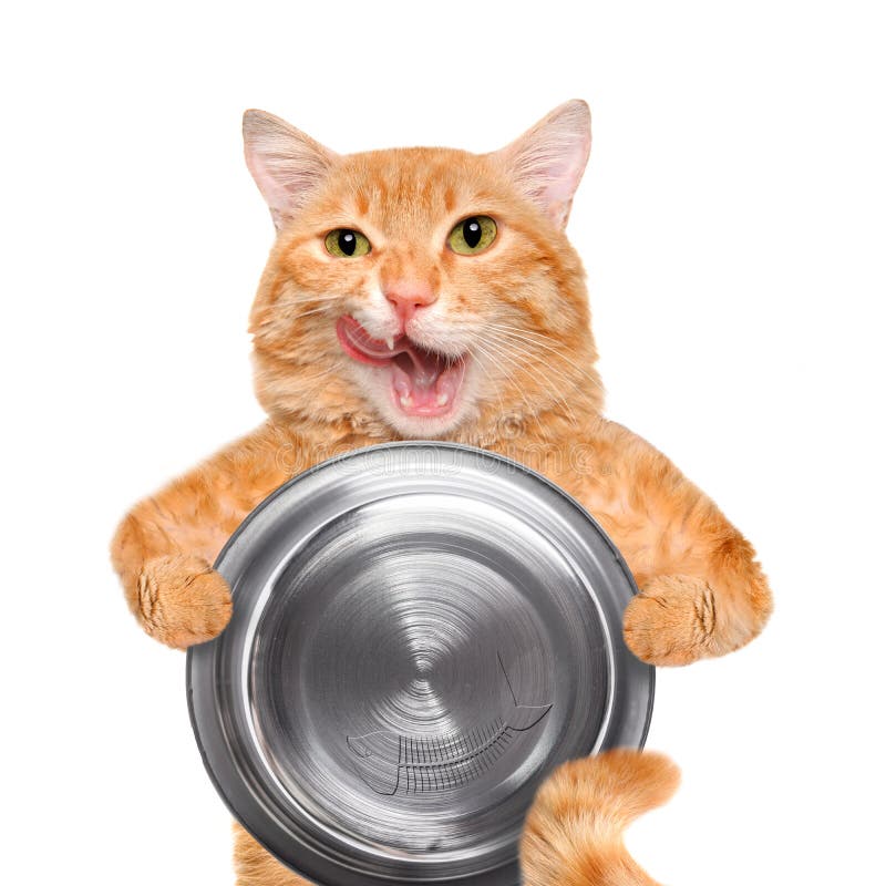 Gato Com Fome Que Guarda a Bacia Do Alimento Imagem de Stock - Imagem ...