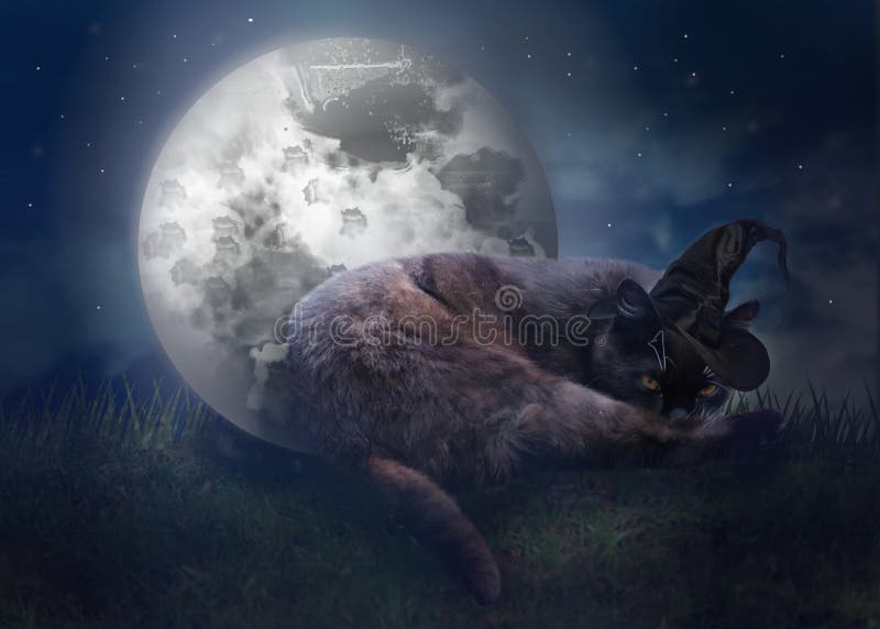 1,358 Gato E Lua Fotos - Fotos de Stock Gratuitas e Fotos Royalty-Free ...