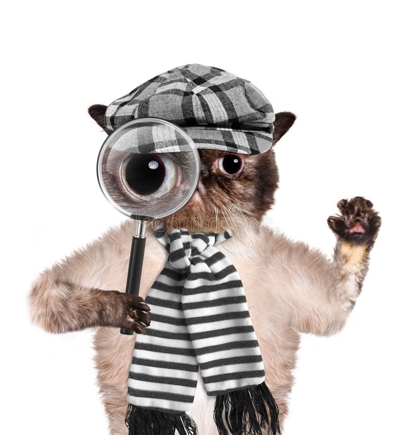 Gato com lupa e pesquisa foto de stock. Imagem de lupa - 40344290