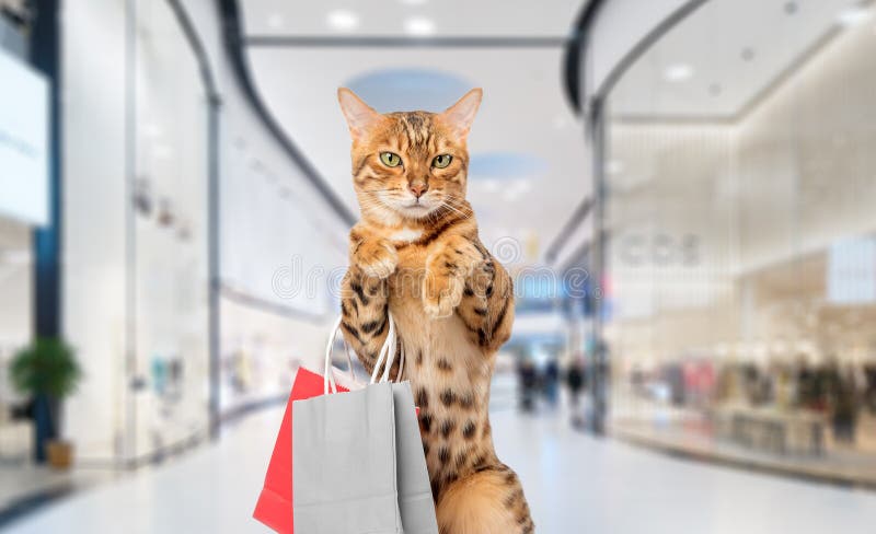 Gato Con Bolsas De Compras En El Centro Comercial. Gatito De Compras ...