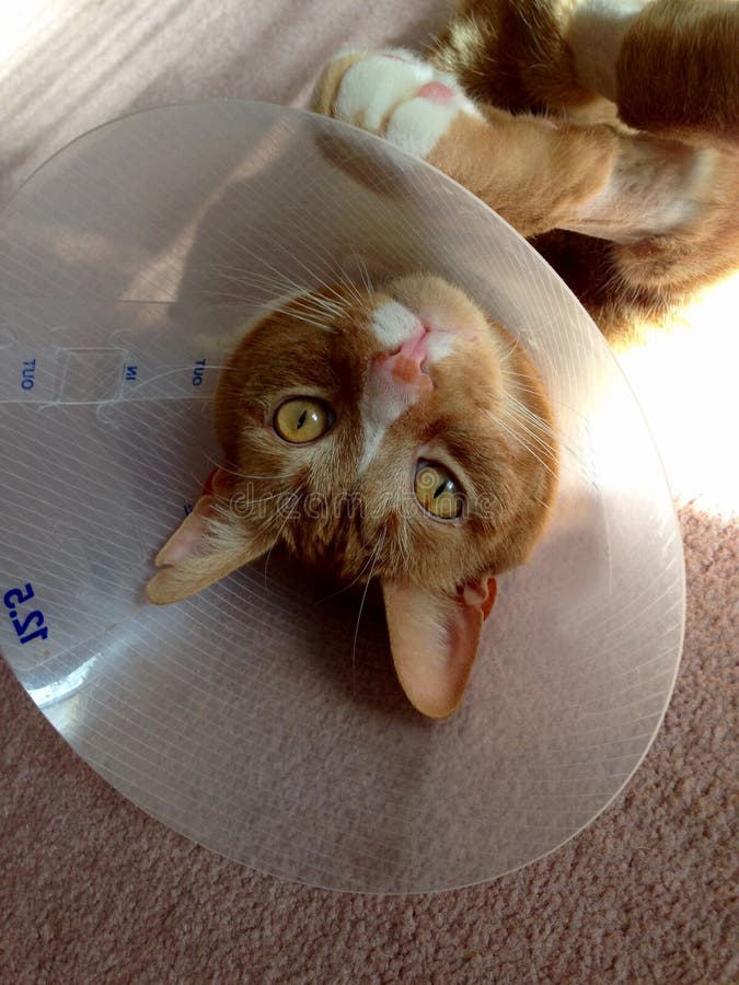 Gato con el cono imagen de archivo. Imagen de tabby - 110577019
