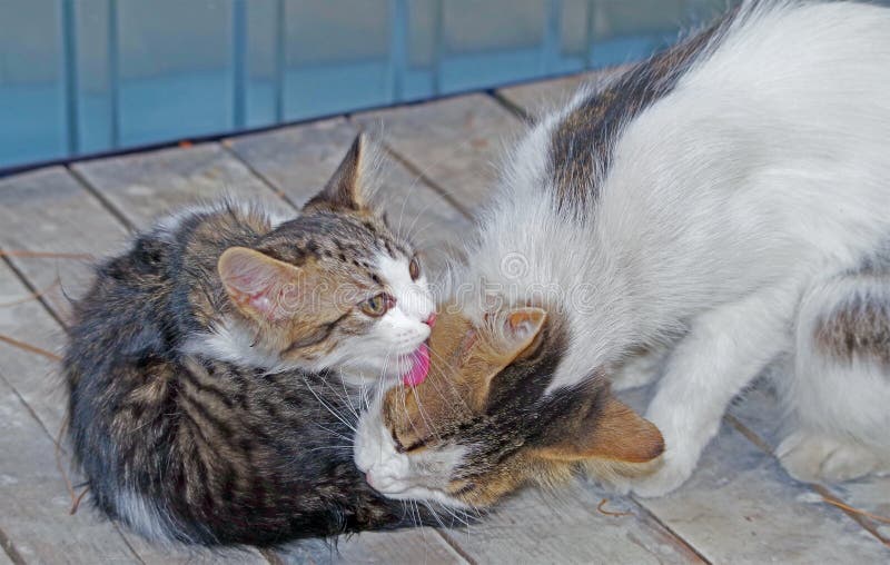 Gato con el gatito imagen de archivo. Imagen de familia - 125740243