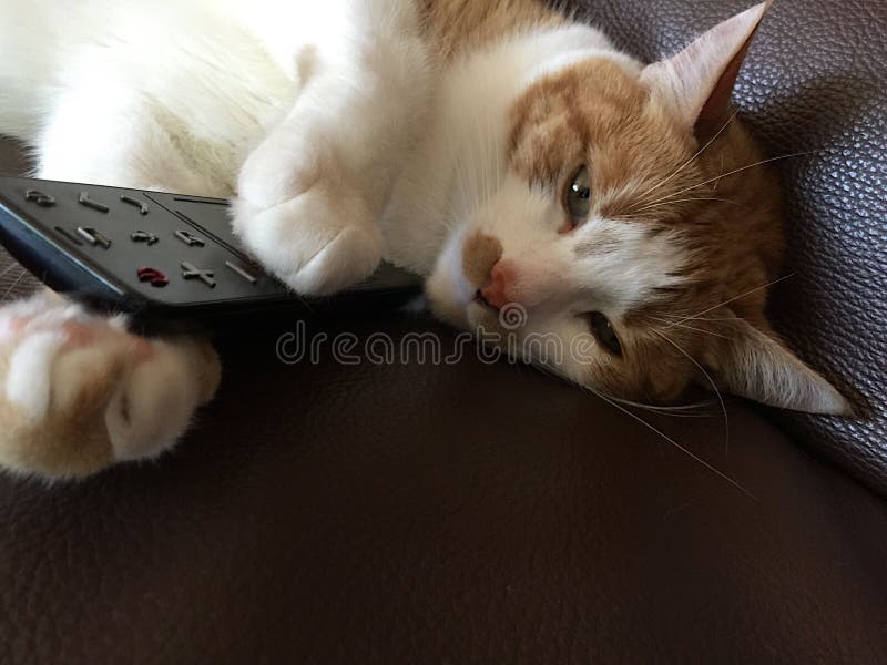 Gato con el telecontrol imagen de archivo. Imagen de mascota - 78377751