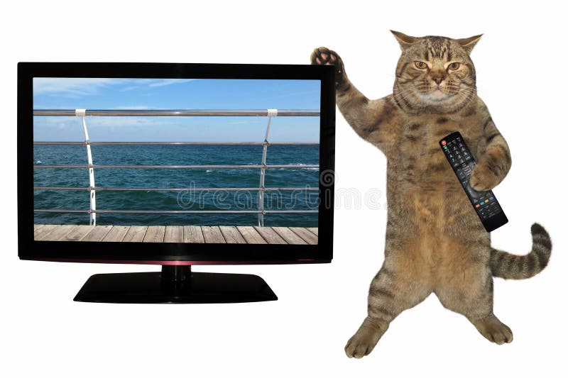 Gato Con El Telecontrol Cerca De La TV 2 Imagen de archivo - Imagen de ...