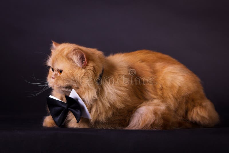 Gato Con La Corbata De Lazo Foto de archivo - Imagen de mullido ...