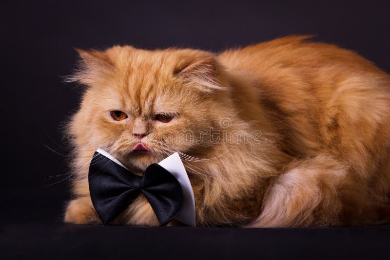 Gato Con La Corbata De Lazo Foto de archivo - Imagen de casta, persa ...