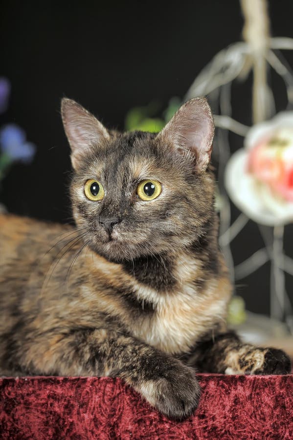 Gato con las flores imagen de archivo. Imagen de verde - 36203163