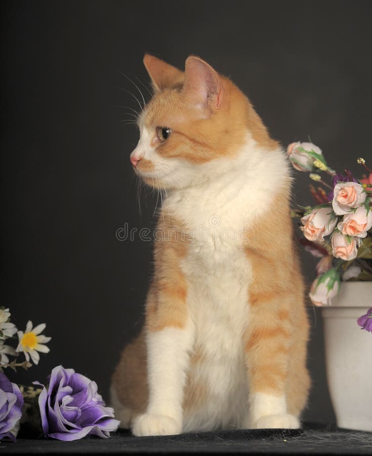 Gato con las flores foto de archivo. Imagen de adornado - 38437630