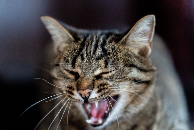 Gato con mango abierto imagen de archivo. Imagen de animal - 256590333