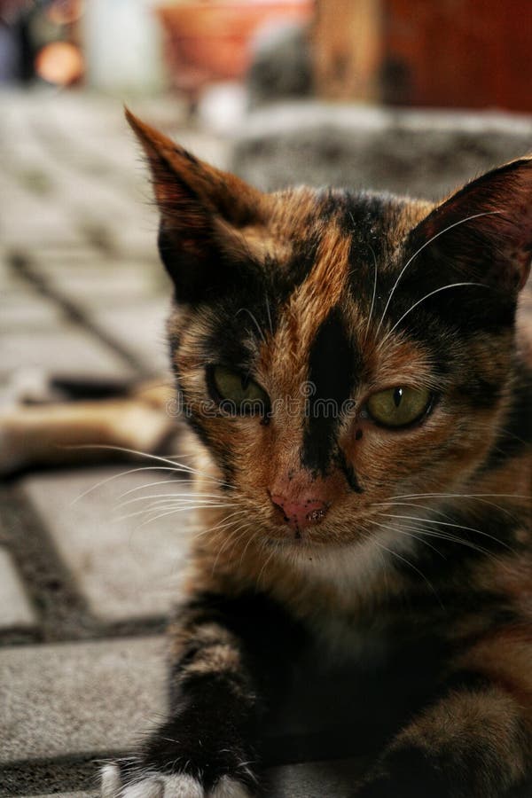 Gato con mirada aguda foto de archivo. Imagen de hocico - 213331386