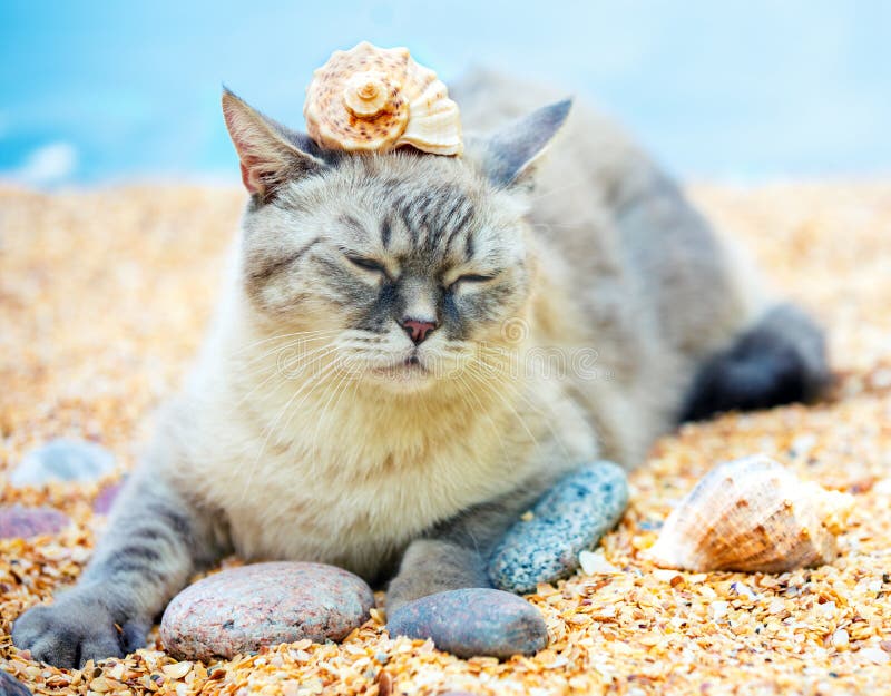 Gato Con Una Concha Marina En La Cabeza Imagen de archivo - Imagen de ...