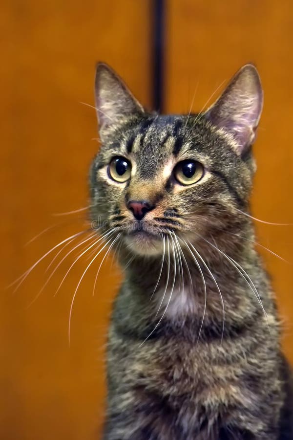 Gato Con Una Mirada Cuidadosa Foto de archivo - Imagen de felino ...