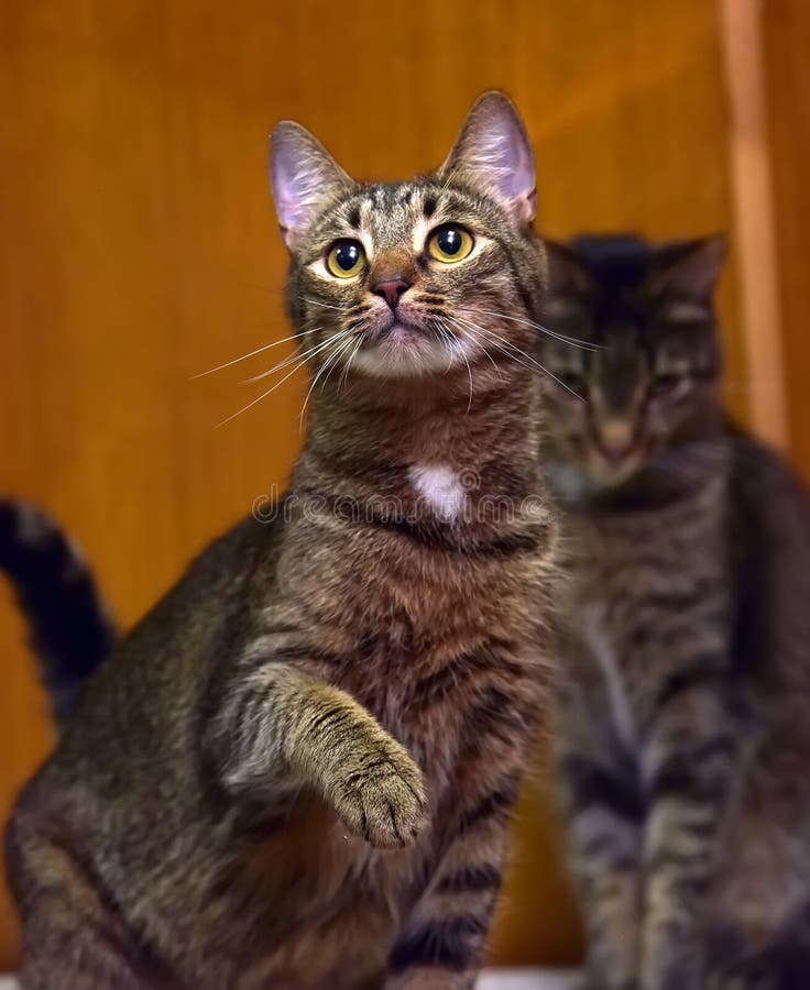 Gato Con Una Mirada Cuidadosa Foto de archivo - Imagen de pelo, persa ...