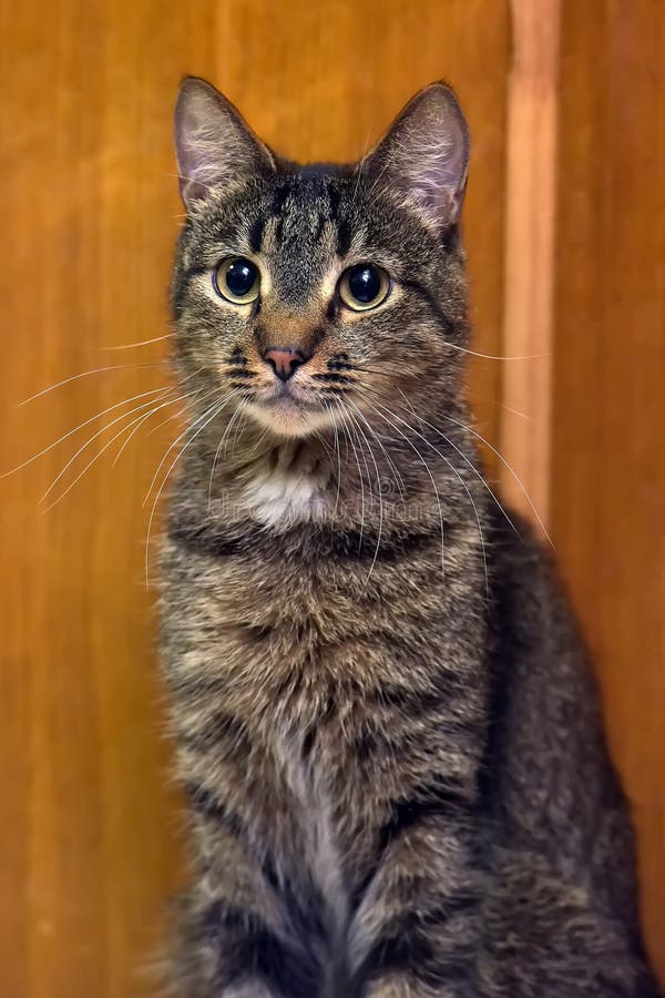 Gato Con Una Mirada Cuidadosa Imagen de archivo - Imagen de cubo ...