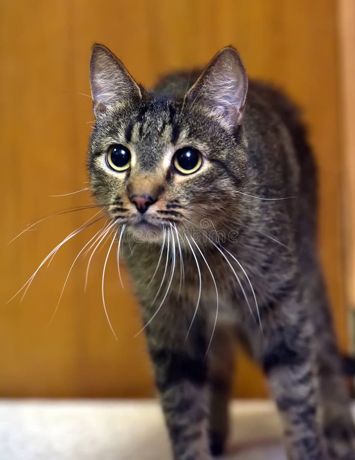 Gato Con Una Mirada Cuidadosa Imagen de archivo - Imagen de alegre ...