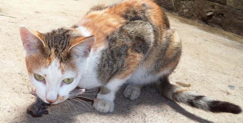 Gato con una rata cazada foto de archivo. Imagen de casa - 49046734