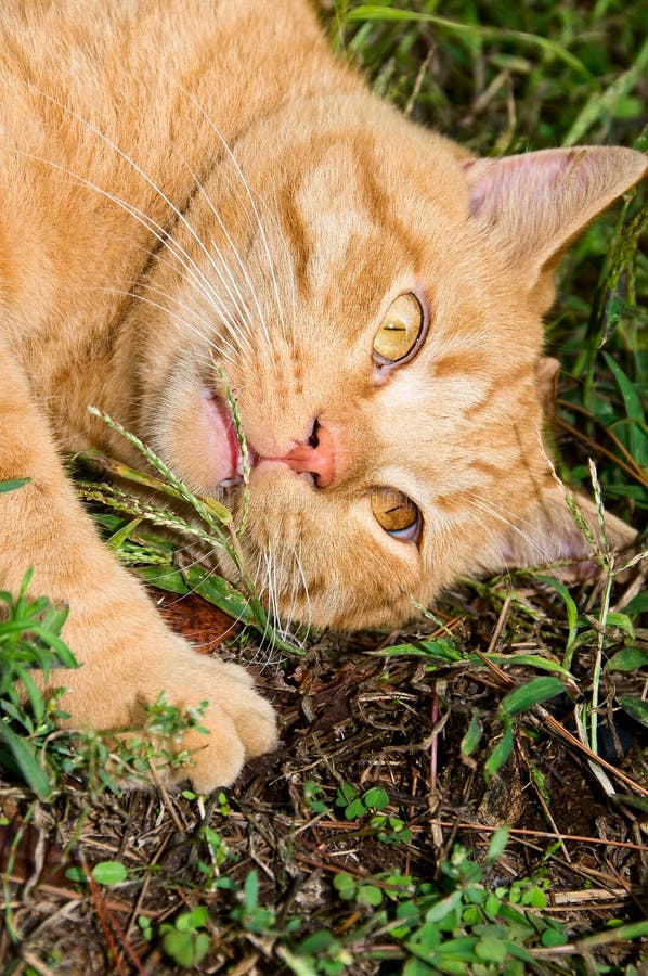 Gato contento del jengibre foto de archivo. Imagen de afuera - 7087384