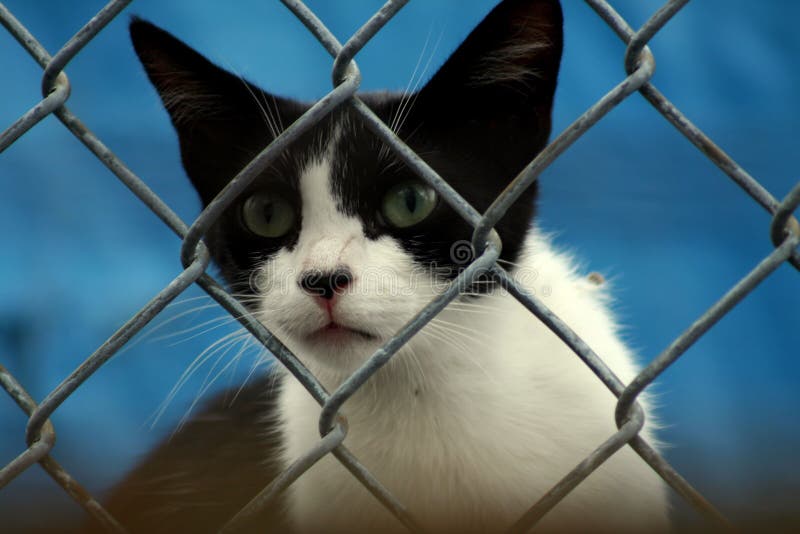 Gato Encarcelado Fotos de stock - Fotos libres de regalías de Dreamstime