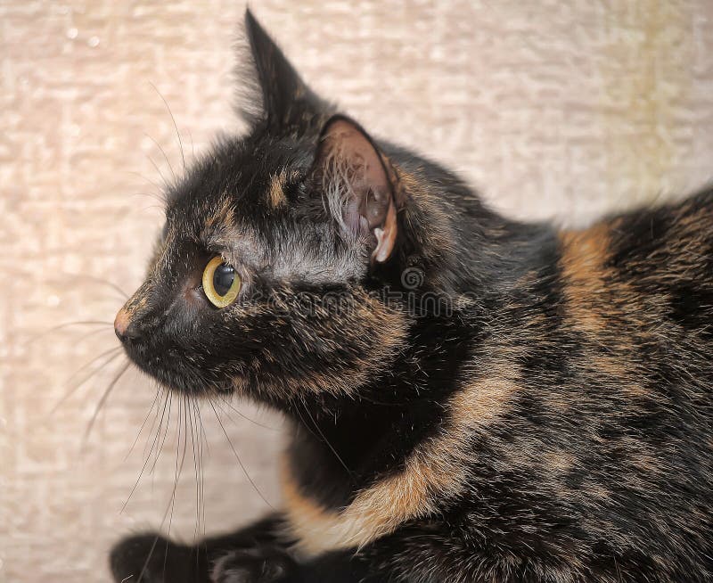 Gato Da Concha De Tartaruga Foto de Stock - Imagem de felino, pets ...