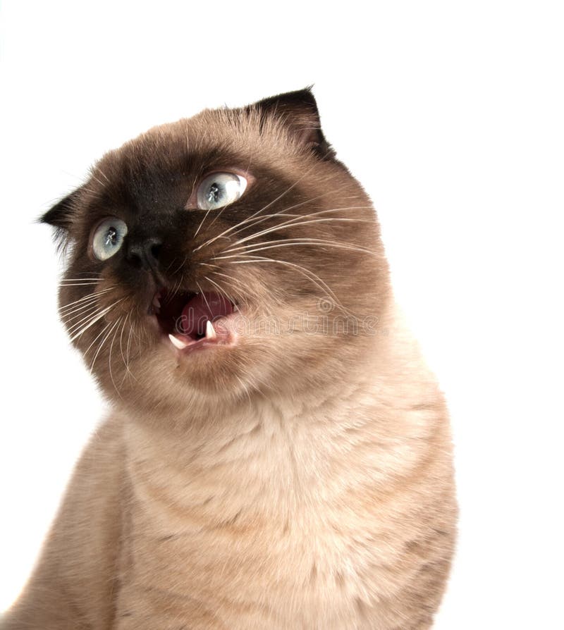 Gato Da Dobra Do Marrom De Scotish Foto de Stock - Imagem de gato ...