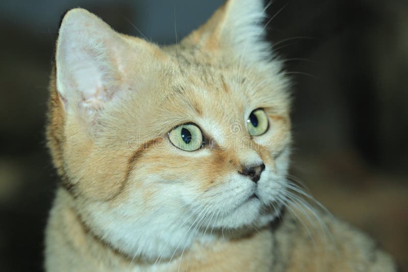 Gato árabe Fotos De Stock - Download 4,240 Fotos Libres de Derechos