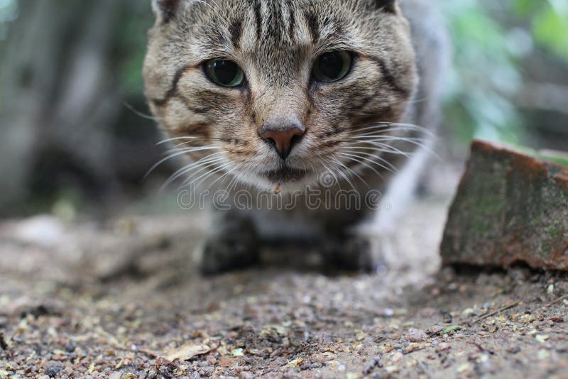 Gato De Gato Atigrado Rayado Que Mira Cerca De Foto de archivo - Imagen ...
