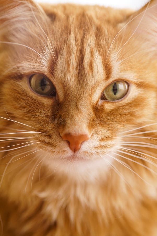 Gato De Brown, Gato Masculino Rojo, Ginger Cat Imagen de archivo ...