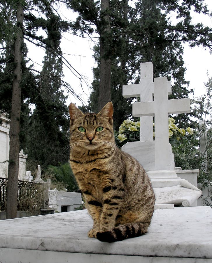Gato de callejón imagen de archivo. Imagen de verde, mascotas - 97461