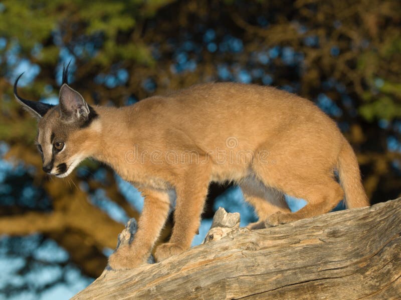 Gato de Caracal foto de archivo. Imagen de exterior, safari - 21663098