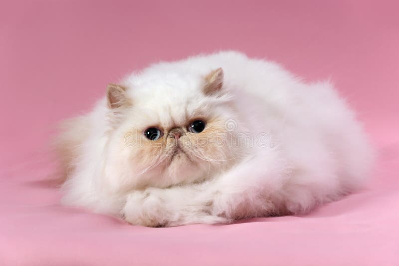 Gato Creme-colorido Persa Em Um Fundo Branco Imagem de Stock - Imagem ...