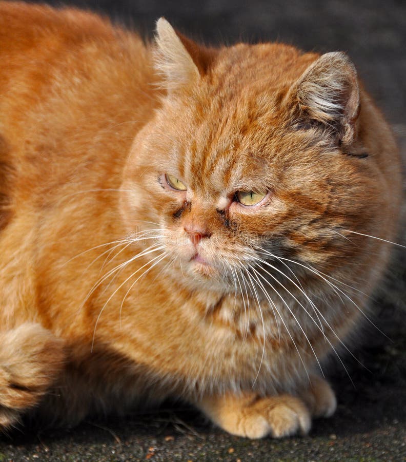 Gato de Garfield imagen de archivo. Imagen de sucio, rojo - 42147761