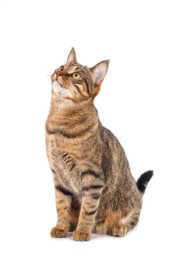 Gato De Gato Atigrado Grande En Estudio Foto de archivo - Imagen de ...