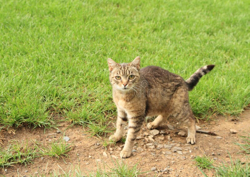 Gato De Gato Malhado Assustado Imagem de Stock - Imagem de carrinho ...