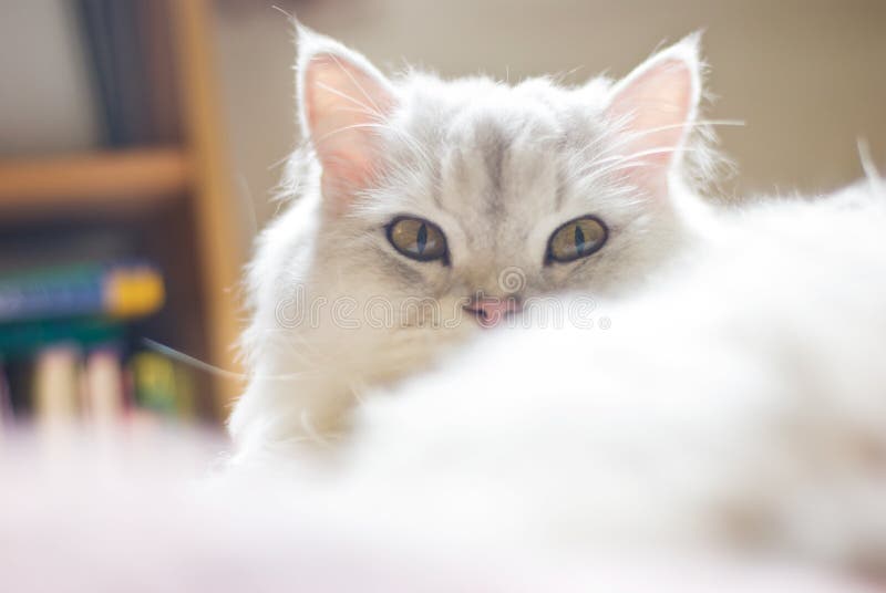 Gato de la chinchilla imagen de archivo. Imagen de mirando - 21301303