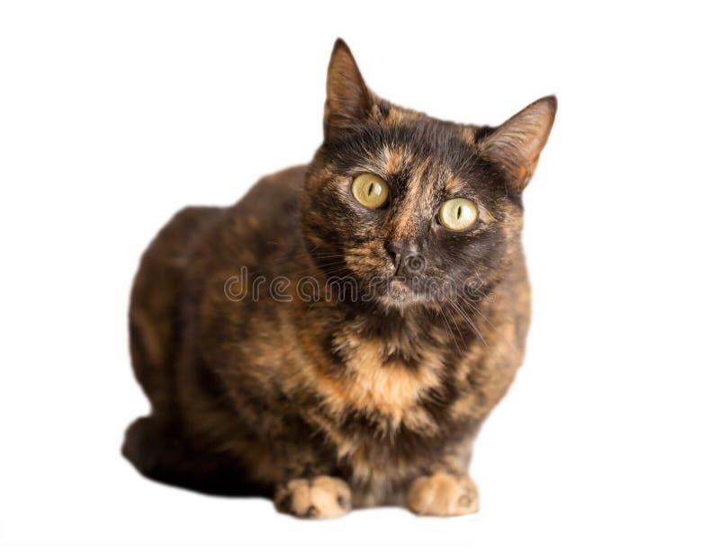 Gato de la concha foto de archivo. Imagen de primer, borde - 25171772