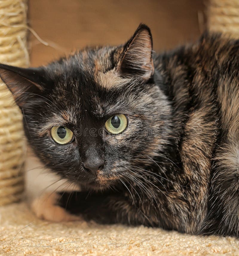 Gato de la concha imagen de archivo. Imagen de primer - 45596131