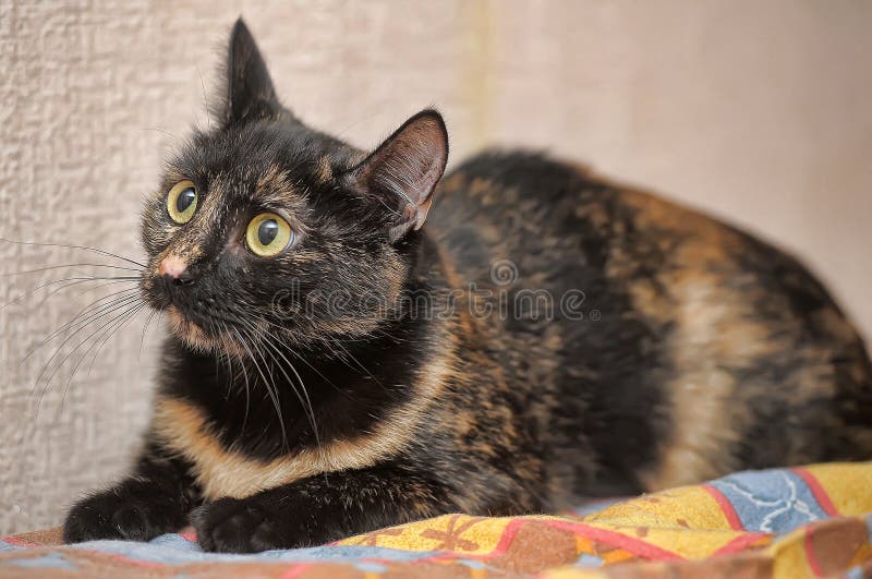 Gato de la concha imagen de archivo. Imagen de frontera - 45597863