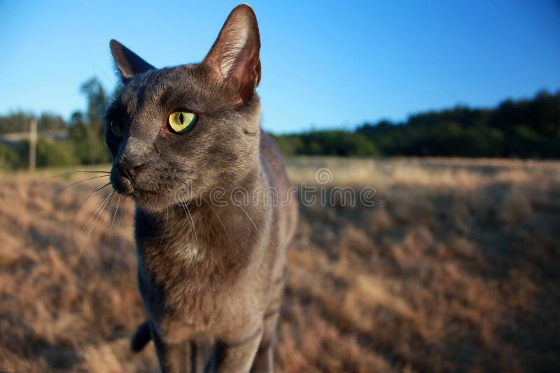 Gato de la granja imagen de archivo. Imagen de sueño - 16778527