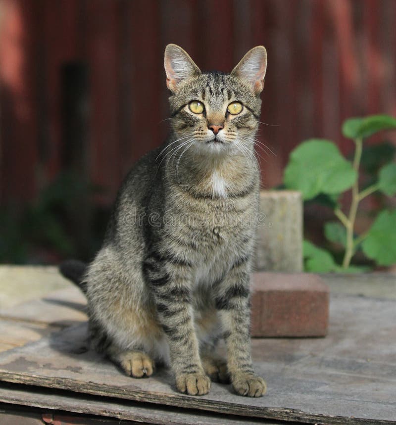 Gato de la raya del tigre imagen de archivo. Imagen de verde - 34075311