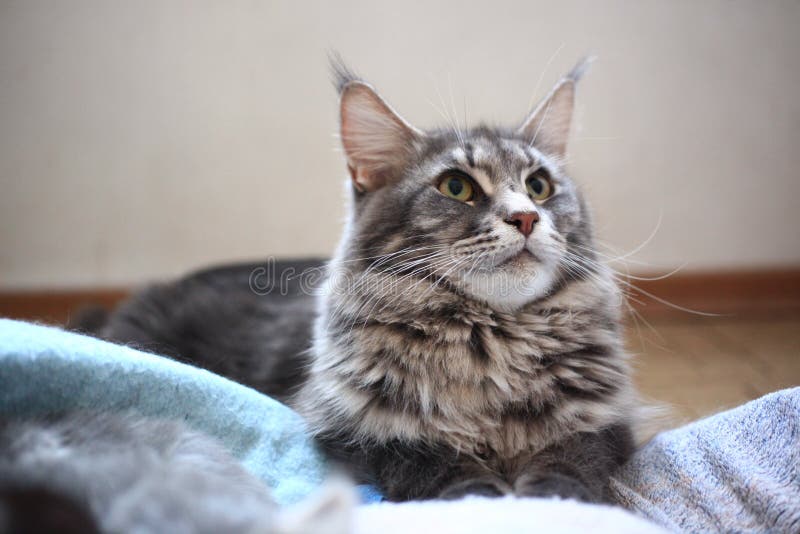 Gato De Mapache Azul De Maine Que Miente En El Piso Imagen de archivo ...