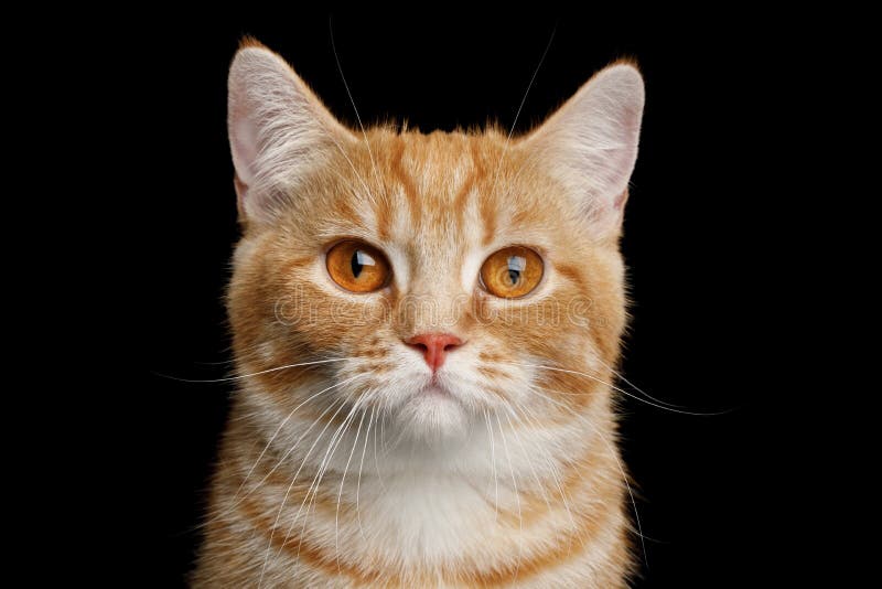 El gato de Munchkin imagen de archivo. Imagen de hermoso - 2837015